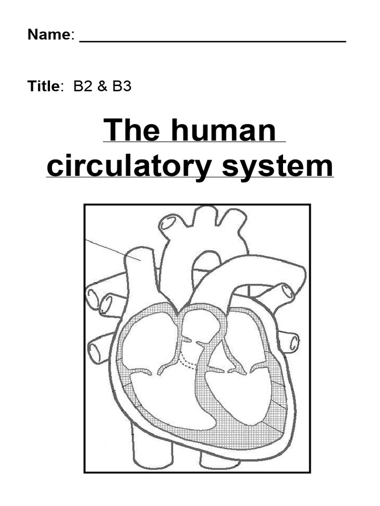 Worksheet - The Human Circulatory System | PDF | Circulatory System ...
