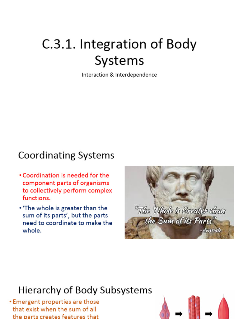 C.3.1. Integration of Body Systems | PDF | Motor Neuron | Neuron