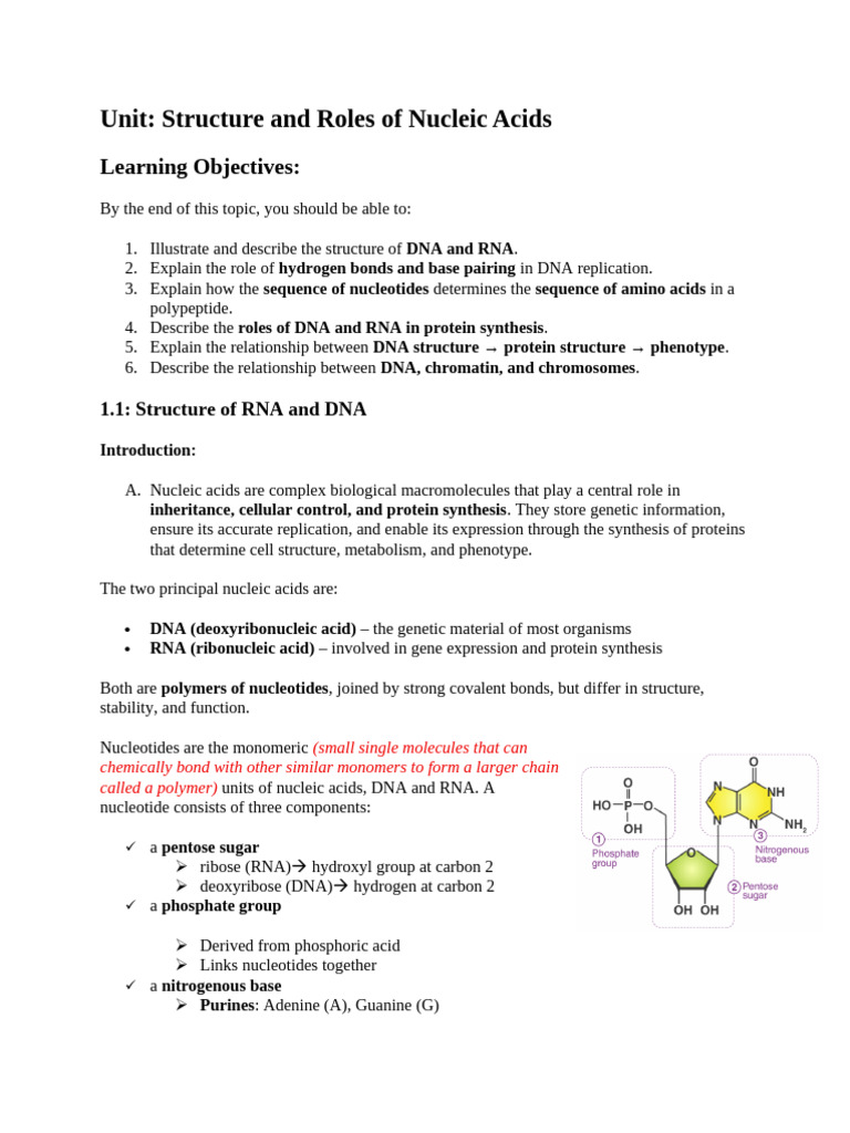 Cape Unit 1 l6 - Nucleic Acids | PDF | Translation (Biology) | Dna