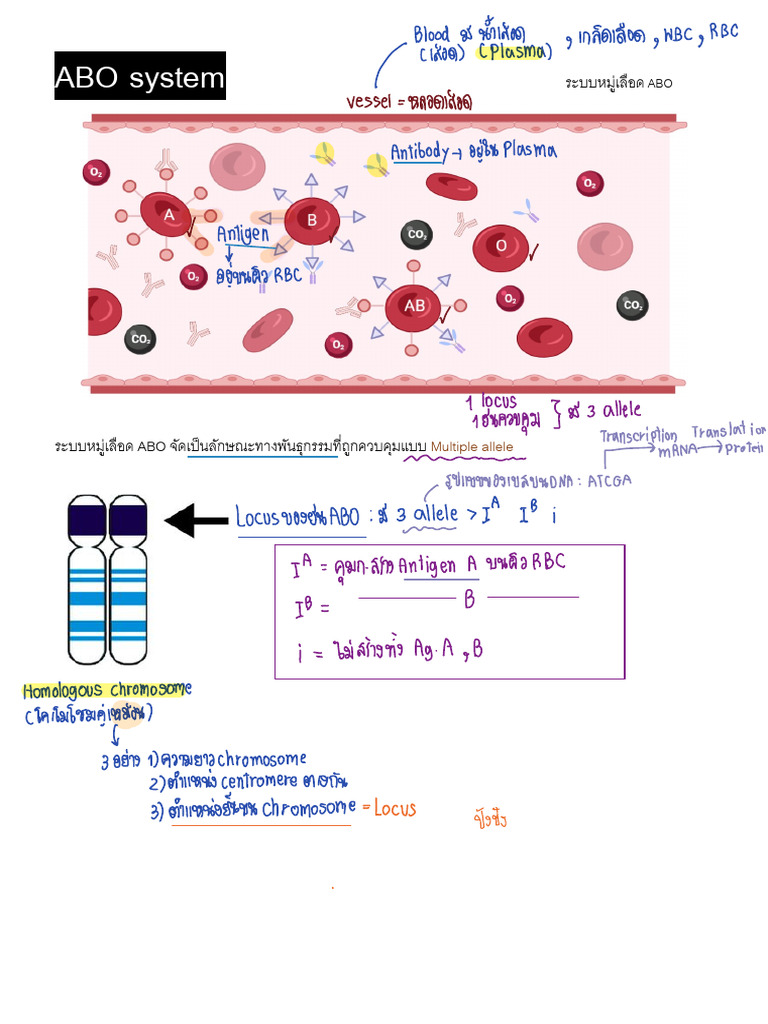 ABO Group | PDF