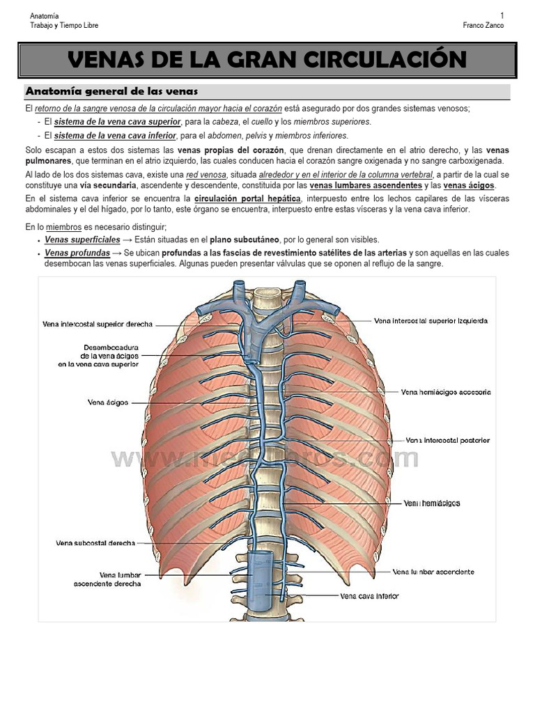 Anatomía - Venas de La Gran Circulación | PDF | Vena | Abdomen
