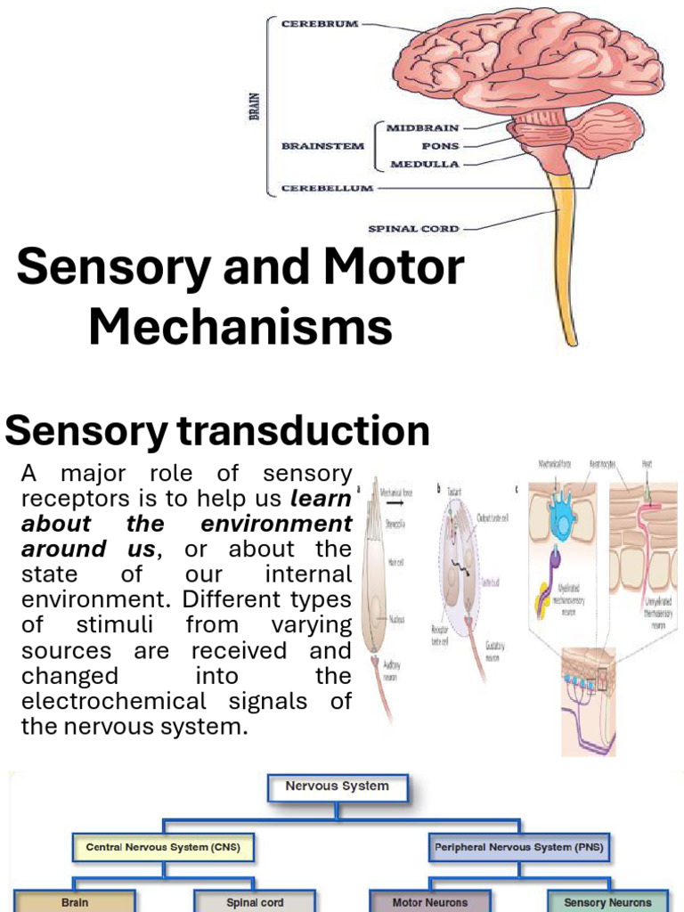 4.8 Sensory, Motor AndFeedback Mechanisms | PDF | Ear | Senses
