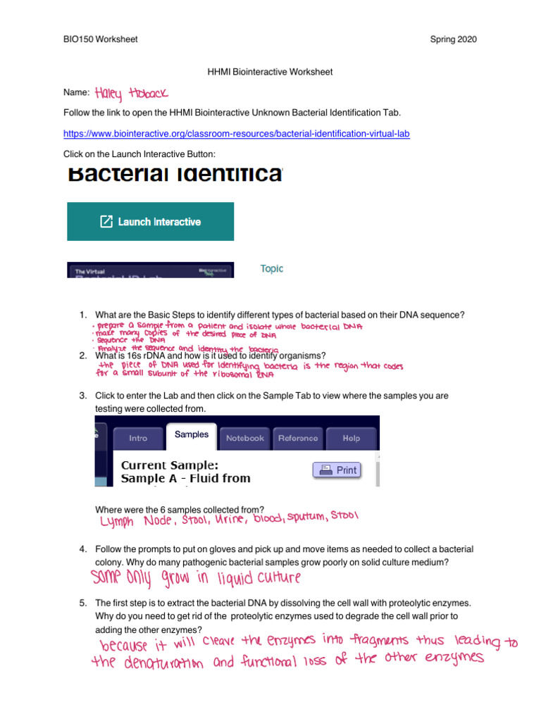 HHMI Biointeractive Worksheet | PDF