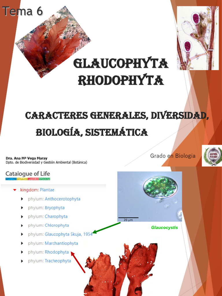 T6 Glaucophyta - Rhodophyta AL 25 - 26 | PDF | Reproducción | Taxa