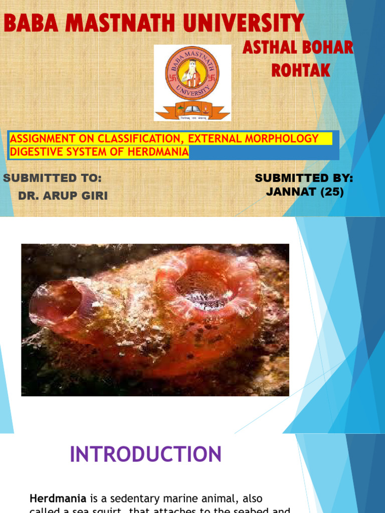 Assignment On Classification External Morphology | PDF | Anatomy ...