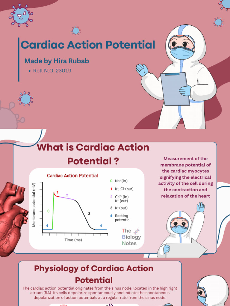 Cardiac Action Potential | PDF | Action Potential | Cardiac Muscle