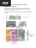 Tipos y Funciones del Transporte Vesicular | PDF | Biología de membrana ...