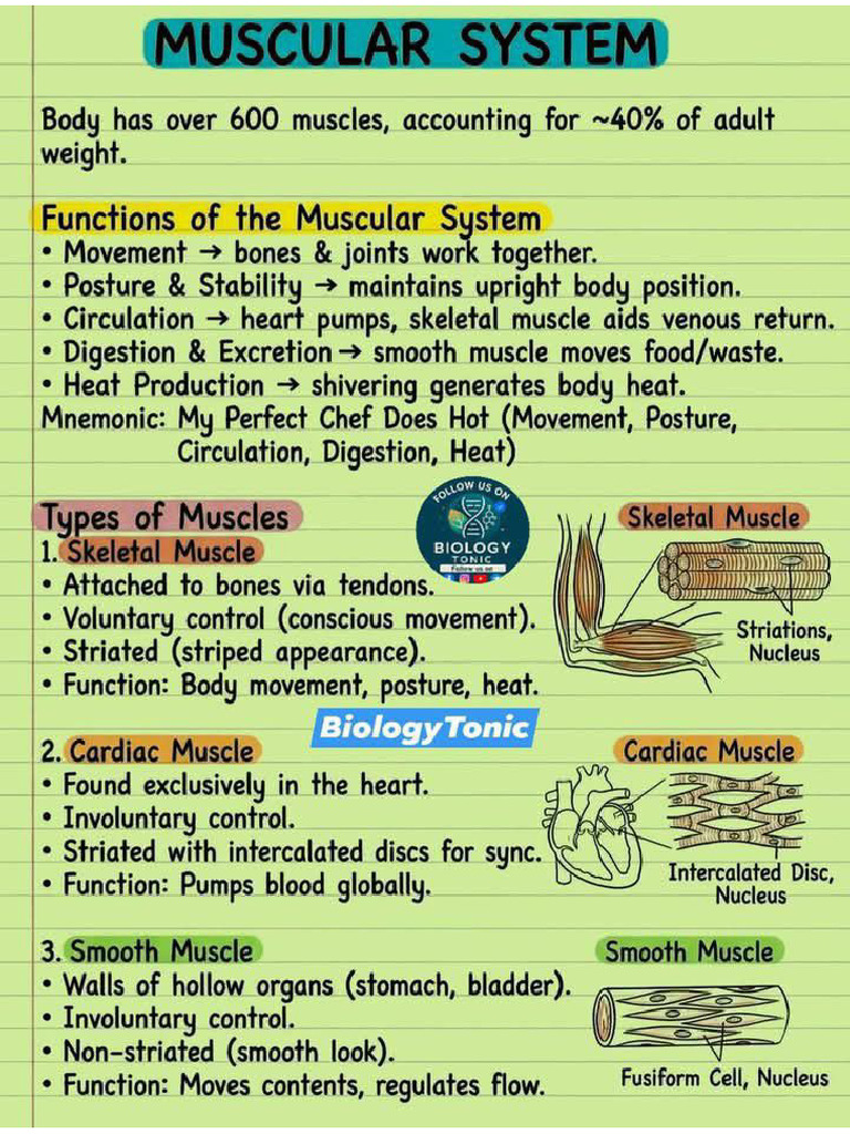 Bio Muscular System | PDF