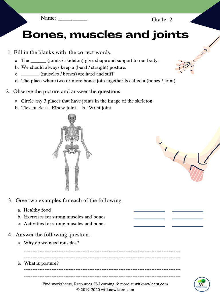 Bones and Muscles For Grade 2 0 2020 07 12 120827 | PDF