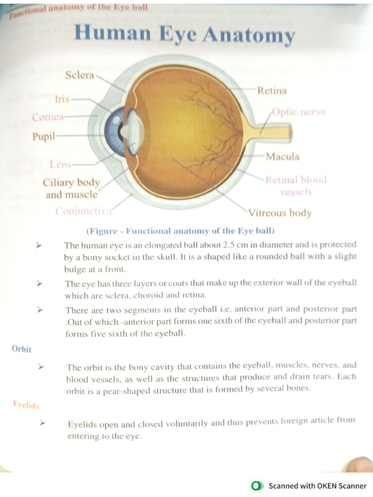 Eye Anatomy and Physiology | PDF