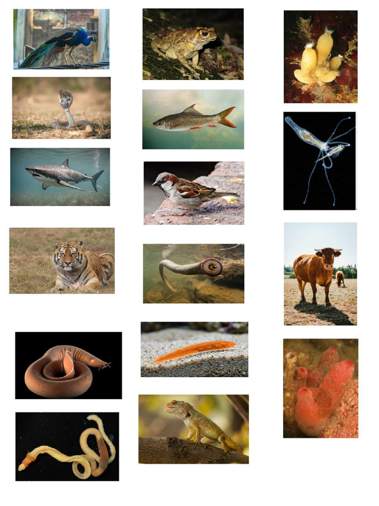 1000131237 | PDF
