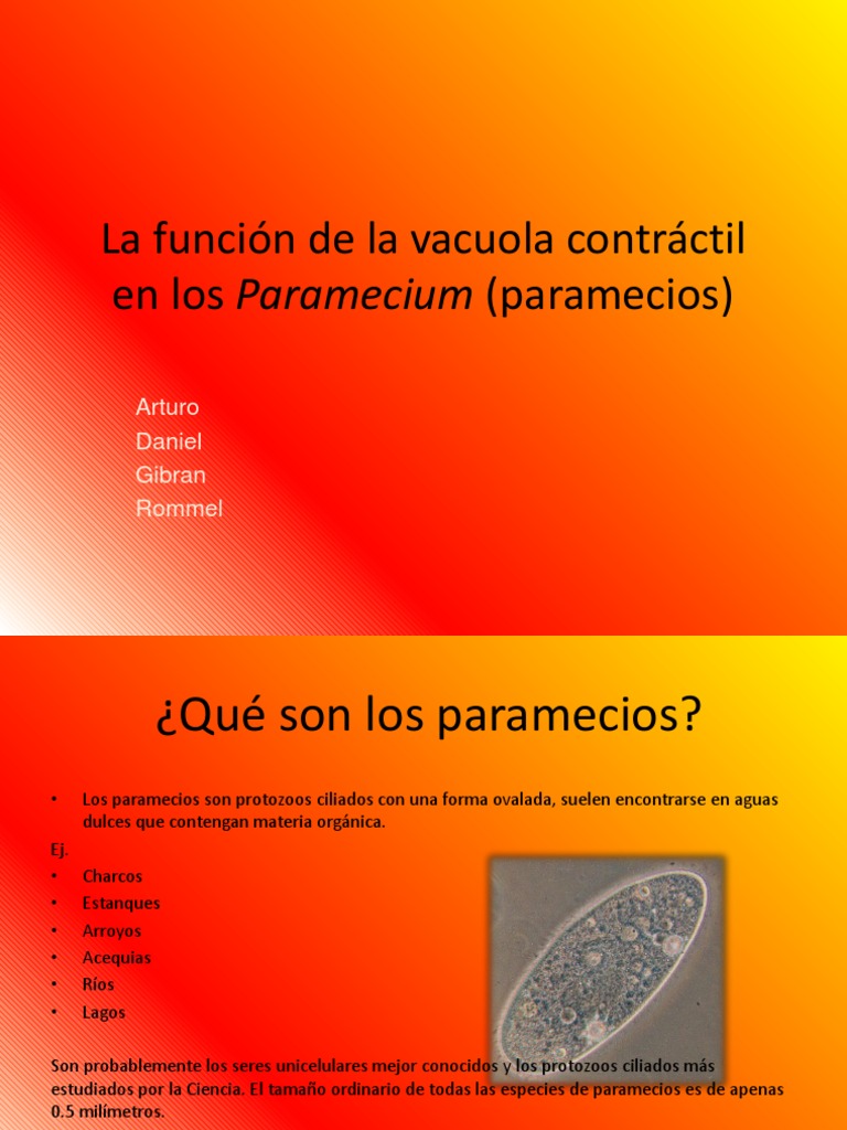 La Función de La Vacuola Contráctil en Los Paramecium (Paramecios ...