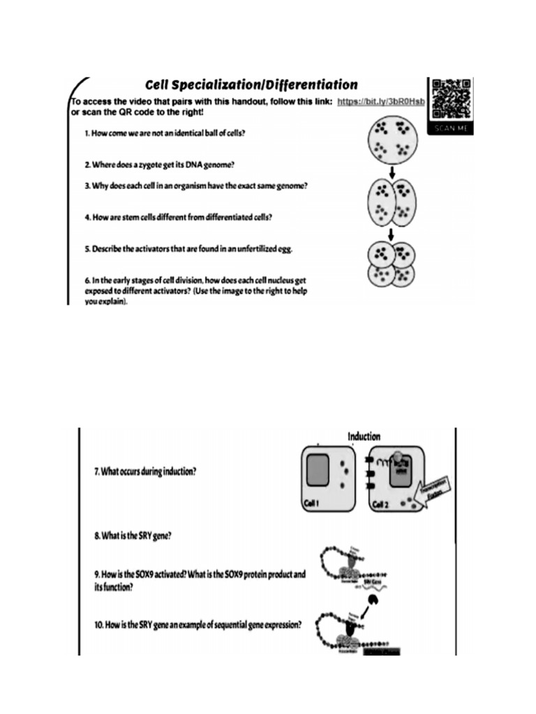 Cell Specialization Two Sided Worksheet | PDF