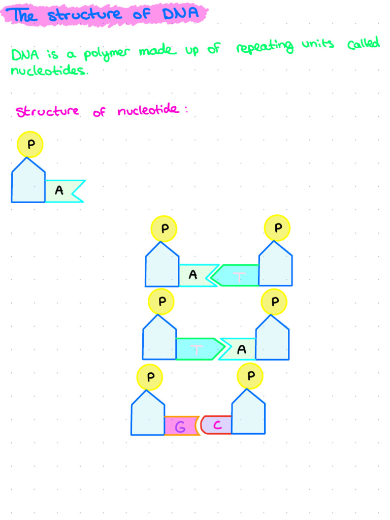 Structure of DNA&RNA | PDF