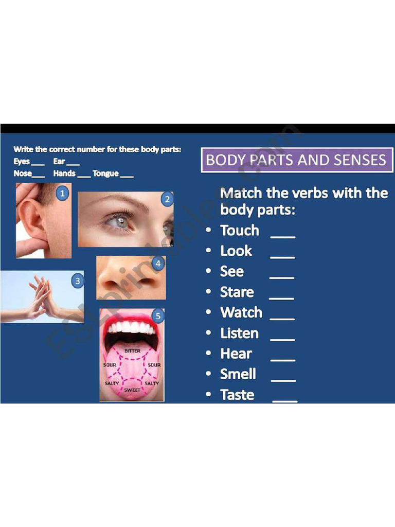 Parts of The Body + Verbs | PDF
