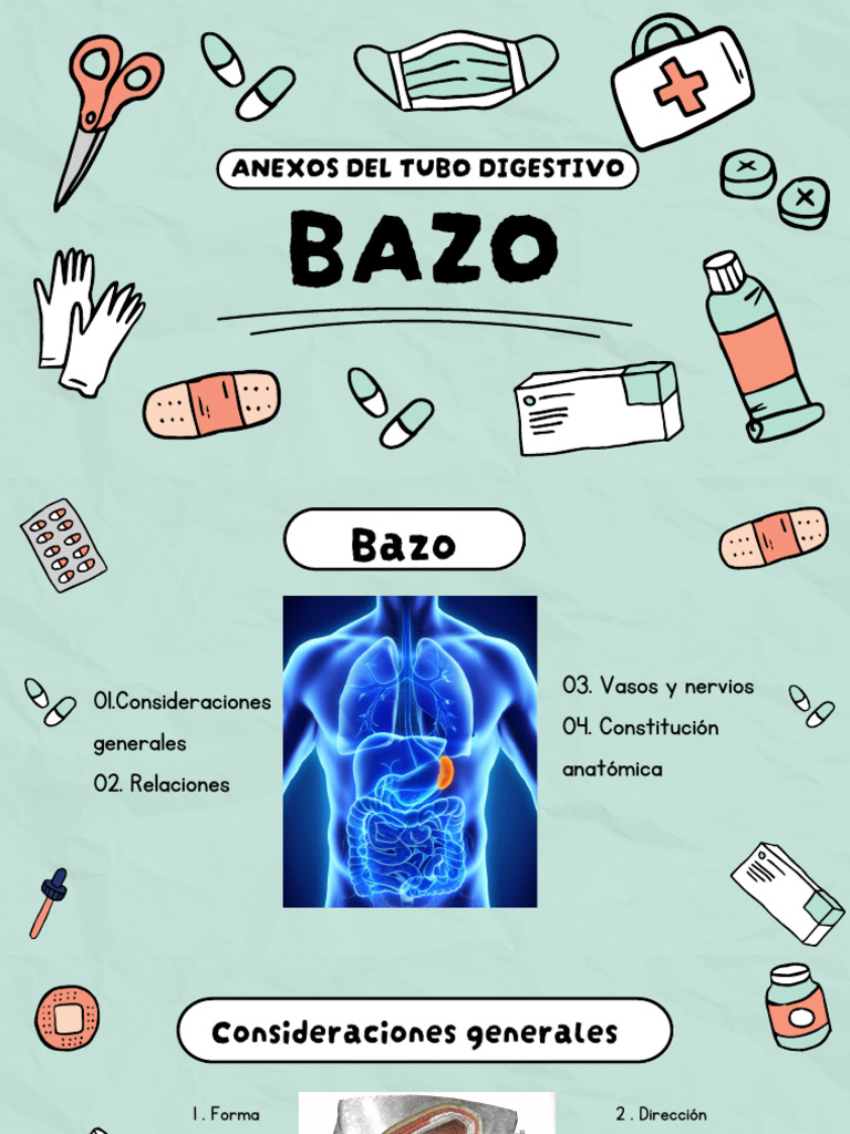 Bazo Anatomía Humana | PDF | Bazo | Angiología