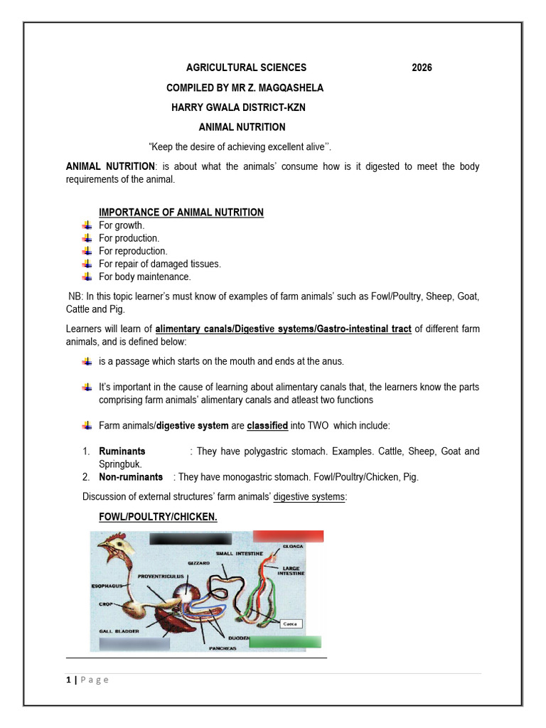 Animal Nutrition by MR Z, Magqashela 2026 | PDF | Ruminant | Digestion