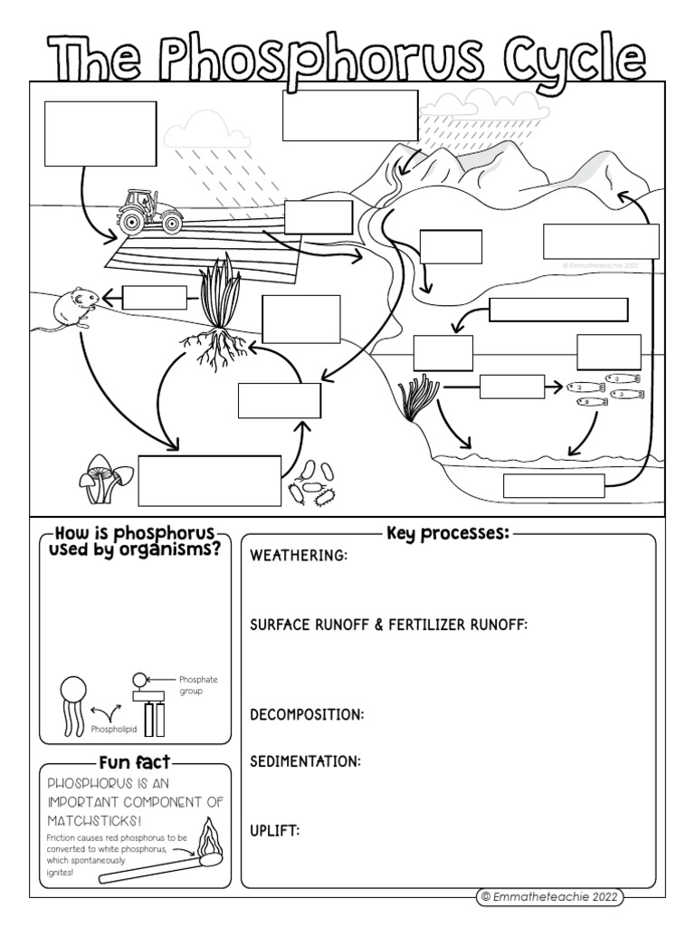 DN Phosphorus Cycle STUDENT | PDF
