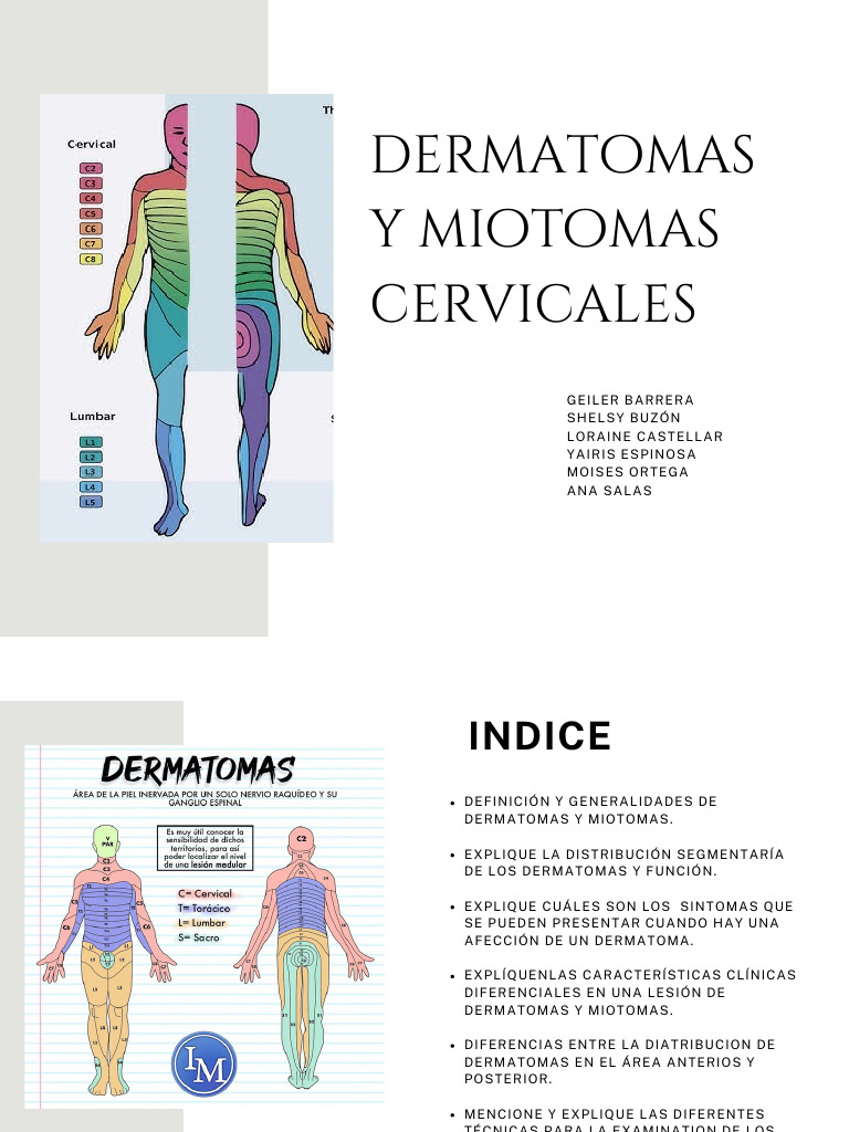 DERMATOMAS CERVICALES | PDF | Nervio | Anatomía de los primates
