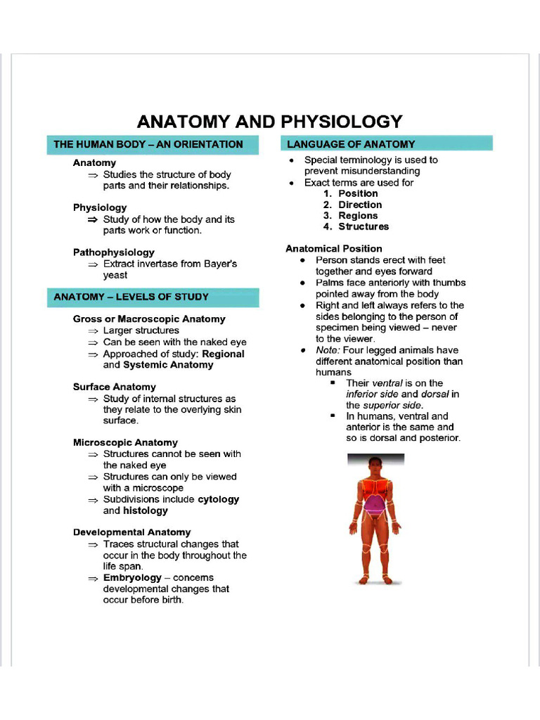 Anatomy and Physiology Notes | PDF