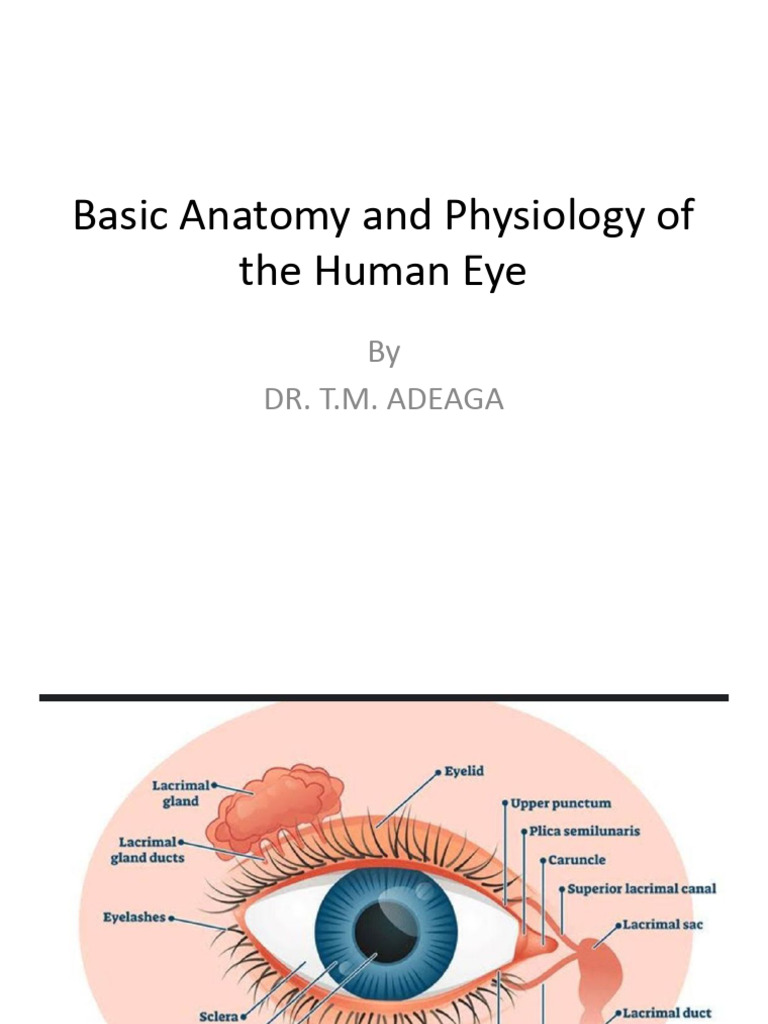 Basic Anatomy and Physiology, Blood Supply of The Human Eye Med ...