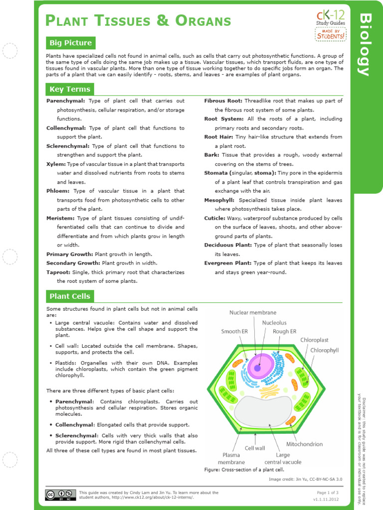 Plant Tissues and Organs | PDF | Plant Stem | Tissue (Biology)