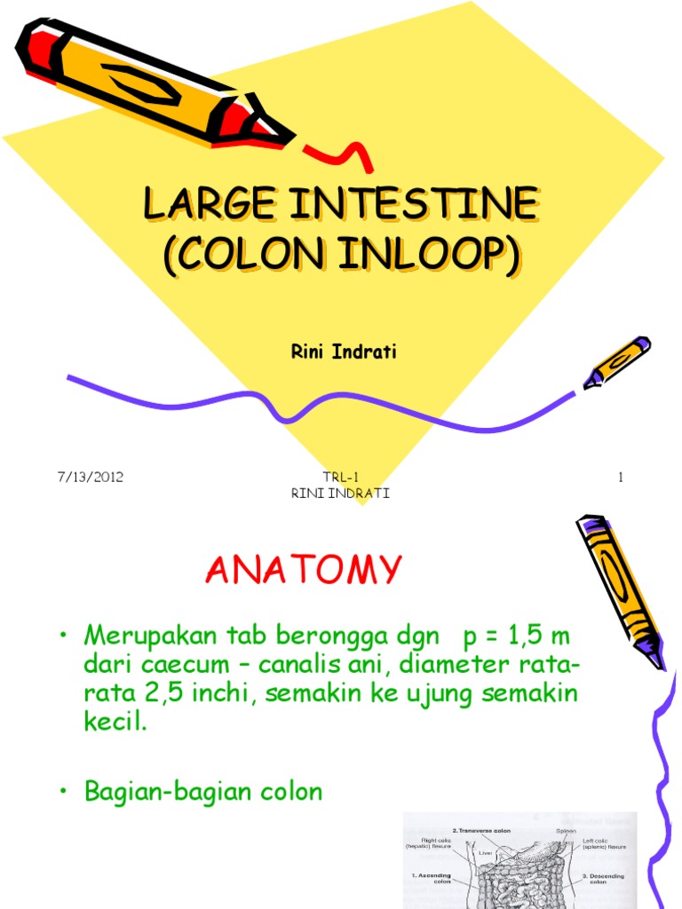 Kolon in Loop | PDF | Usus Besar | Istilah Gerakan Anatomi