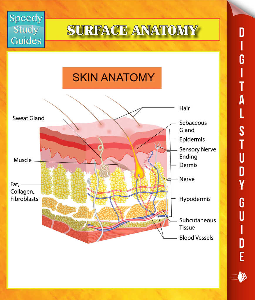 Surface Anatomy Speedy Study Guides by Speedy Publishing - Book - Read ...