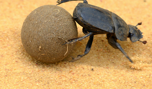 Be Careful With the Powerful Medicine That Is Poop - Nautilus | Everand