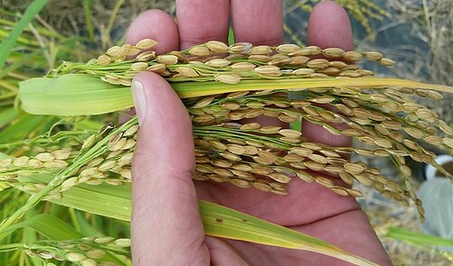 A Lost Rice Variety — And The Story Of The Freed 'Merikins' Who Kept It ...