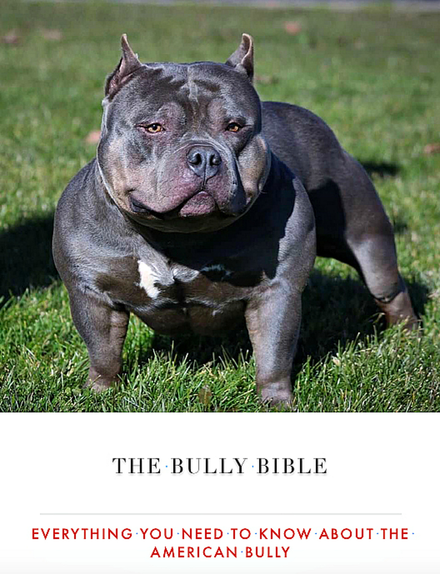 The Bully Bible: Everything You Need To Know About The American Bully ...