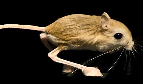 Being Unpredictable Pays off for Rodent on Two Legs - Futurity | Everand