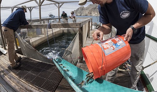 $40 Million Later, A Pioneering Plan To Boost Wild Fish Stocks Shows ...