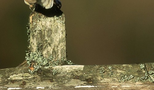 Mark Hamblin’s Guide to Bird Photography - Digital Camera World | Everand