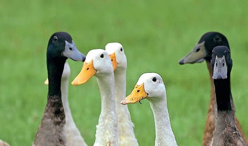 Ducks On The Plot - Kitchen Garden | Everand