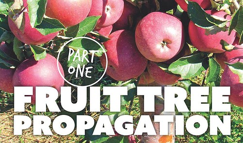 Fruit Tree Propagation Part One - Kitchen Garden | Everand