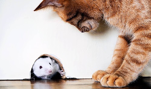 Serotonin Guides Fight Or Flight Response In Mice - Futurity | Everand