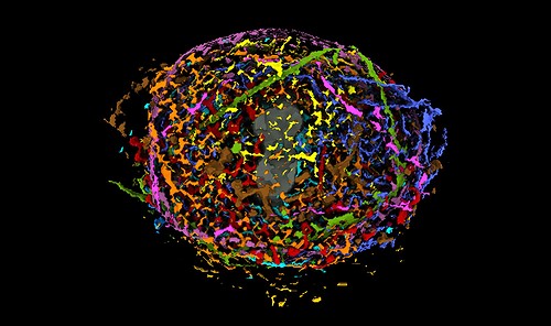 Computerized Model Reveals Details Of How Human Cells Divide - NPR ...