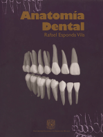 Cingulo Dental (Articulo) | PDF | Boca | Odontología