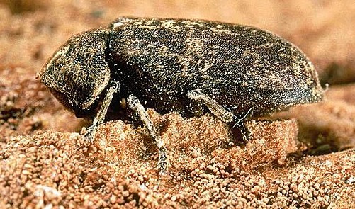 THE KNOWLEDGE: Deathwatch beetle - Homebuilding & Renovating | Everand