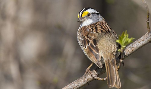 A Towering Turnaround Helps Save Birds - BirdWatching | Everand