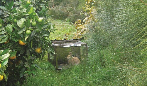 Rabbits In An Orchard Ecosystem - Organic NZ | Everand