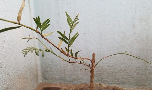 A Cancer Treating Yew Tree Is Critically Endangered In Nepal - Global ...