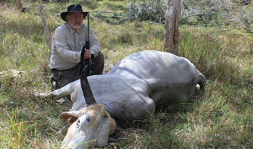 Scrub Bull Expedition yields Grey Giant - Australian Hunter | Everand