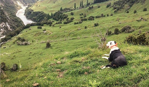 Sami A Change Of Pace Part 1 - Indicating Dogs - NZ Hunter | Everand