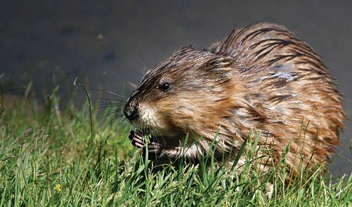Classic Muskrat Crossings In An Old Creek Bed - Trapper & Predator ...