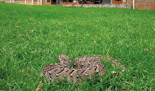 Afskrikmiddels Teen Slange – Die Feite - Weg | Everand