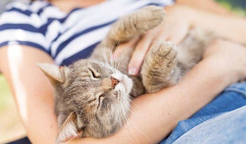 DIERE-MANIERE 8 Tekens Dat Jou Kat Jou Liefhet - Huisgenoot | Everand