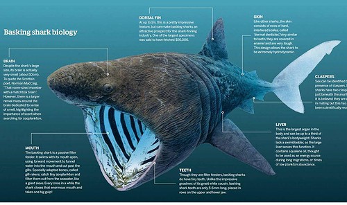 Basking Shark Biology - BBC Wildlife Magazine | Everand