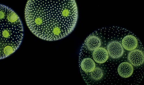 Inside A Volvox Colony - How It Works | Everand